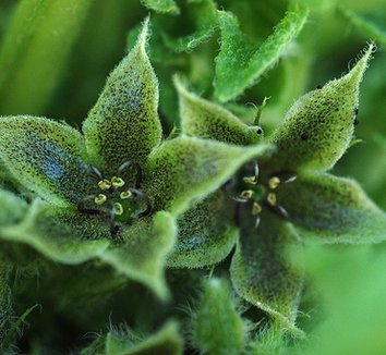 Jaborosa from multiple nurseries on Plant Lust