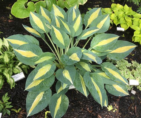 Hosta 'Hot Kiss' | | plant lust