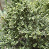 Ulmus parvifolia 'Hokkaido' | Dwarf Princess Elm | Hokkaido Chinese Elm ...