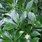 Illicium anisatum | Anise Shrub | Japanese Anise | Japanese Star-Anise ...