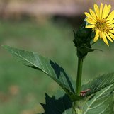 Silphium perfoliatum | Cup Plant | plant lust