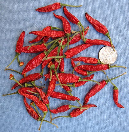Hot-chi Mama Pepper | plant lust