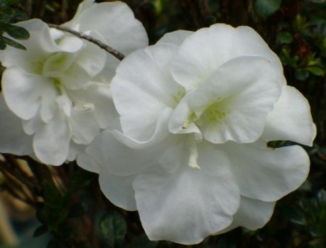 Baby White Rosebud Azalea (Miniature) | Rhododendron x 'Baby White ...
