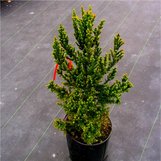 Cryptomeria japonica 'Gyokuryu' | Cryptomeria japonica 'Gyoku Ryu ...