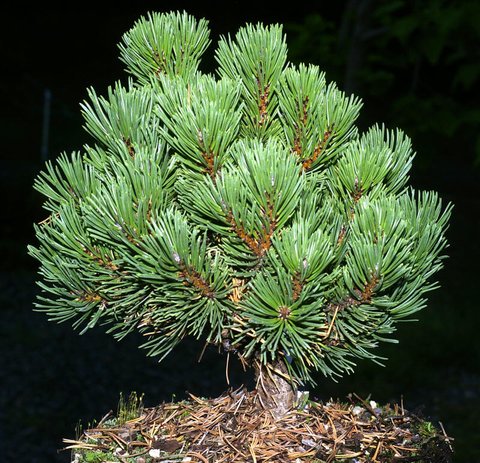Pinus mugo 'Sherwood Compact' | | plant lust