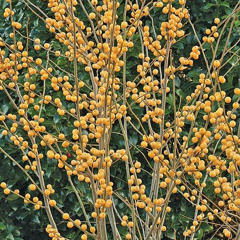 Ilex verticillata Berry Heavy® Gold | Berry Heavy® Gold Winterberry ...