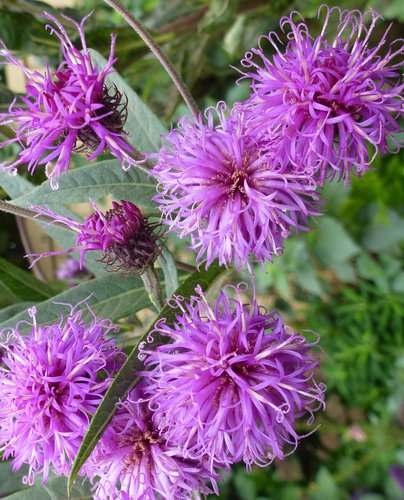 Vernonia baldwinii | Western Ironweed | plant lust