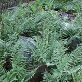 Athyrium 'Ghost' | Athyrium x 'Ghost' | Ghost Fern | plant lust