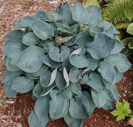 Hosta 'Tokudama' | Hosta fortunei | plant lust