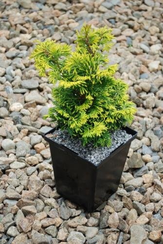 Chamaecyparis obtusa 'Verdonii' | Chamaecyparis 'Verdonii ...