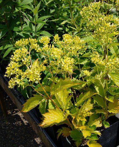 Patrinia gibbosa | | plant lust