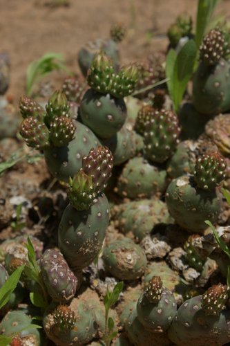 Opuntia fragilis var. denudata 'Potato' | Opuntia debreczyi var. denuda ...