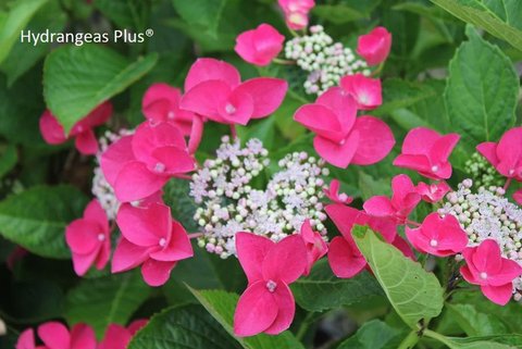 Hydrangea macrophylla 'Dani's Sparkle' | | plant lust