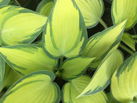 Hosta 'June' | | plant lust