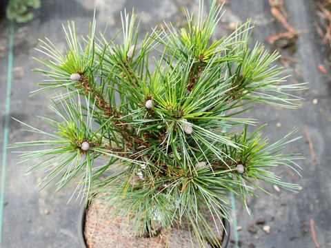 Pinus strobus 'Dirigo Abenaki' | Eastern White Pine | plant lust