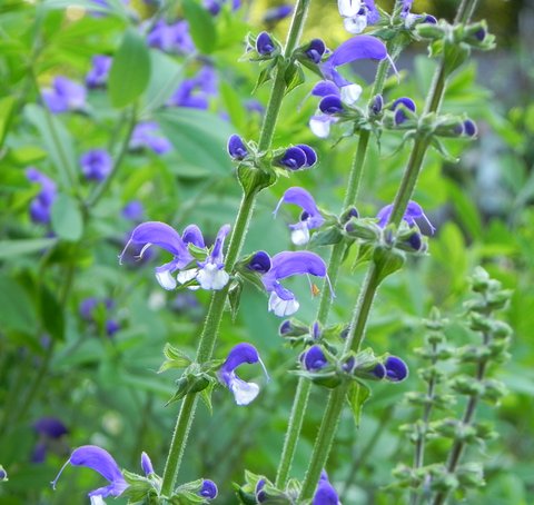 Salvia 'Madeline' | Madeline Meadow Sage | plant lust