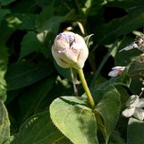 Hydrangea involucrata | Bracted Hydrangea | plant lust