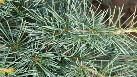 Cedrus libani 'Blue Angel' | Blue Angel Lebanon Cedar | plant lust