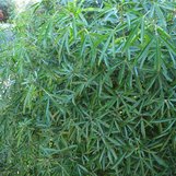 Choisya x dewitteana 'Aztec Pearl' | Choisya ternata 'Aztec Pearl ...