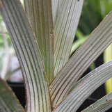 Astelia nivicola 'Red Gem' | | plant lust