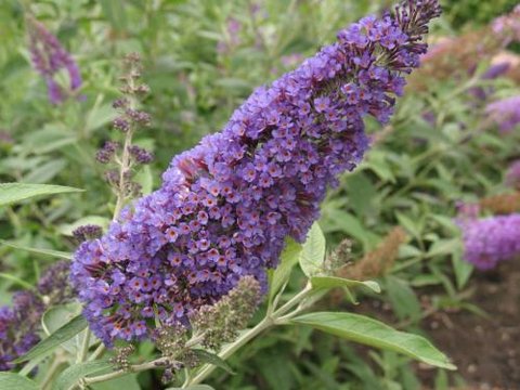 Buddleja 'Ellen's Blue' | Buddleia 'Ellen's Blue' | Ellen's Blue ...