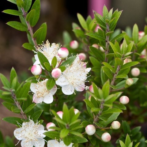 Myrtus communis ssp. tarentina | Myrtus communis 'Jenny Reitenbach ...