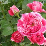 Rosa Raspberry Cream Twirl™ PP22470 | Rosa 'Raspberry Cream Twirl ...