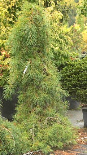 Pinus strobus 'Blue Fountain' | Blue Fountain Eastern White Pine ...
