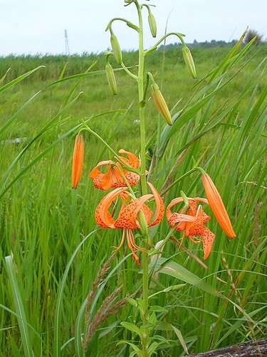 Lilium leichtlinii var. maximowiczii | Lesser Tiger Lily | plant lust