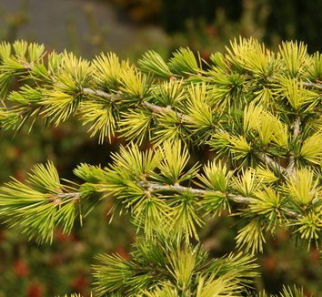 Cedrus from multiple nurseries on Plant Lust