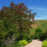Robinia 'Purple Robe' | Robinia pseudoacacia 'Purple Robe' | Robinia ...