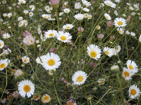 Erigeron modestus | Hill Country Fleabane | Santa Barbara Daisy | plant ...