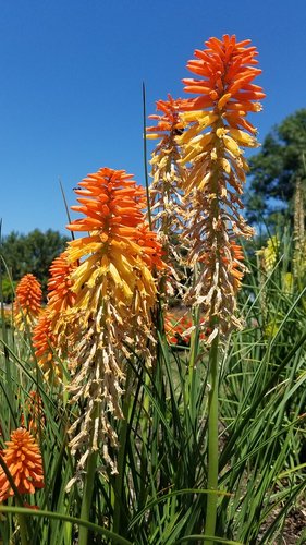 Kniphofia 'Poco Sunset' PP28464 | Poco Sunset Red Hot Poker | plant lust