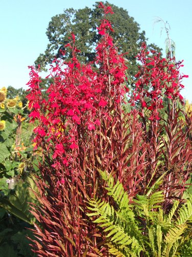 Lobelia cardinalis 'Queen Victoria' | Lobelia fugida 'Queen Victoria ...