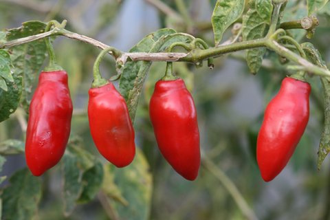 Rocoto | Tree Pepper | plant lust