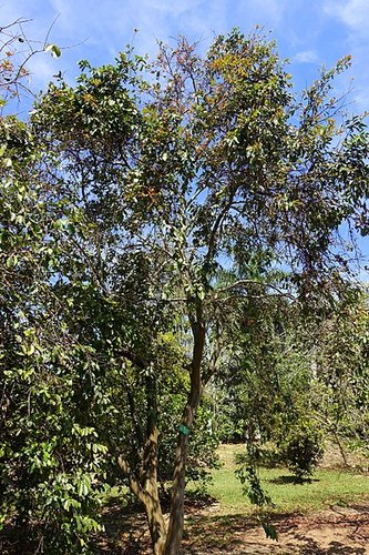 Costa Rican Guava | plant lust