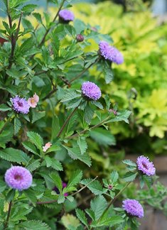 Centratherum punctatum 'Pineapple Sangria' | Centratherum intermedium ...