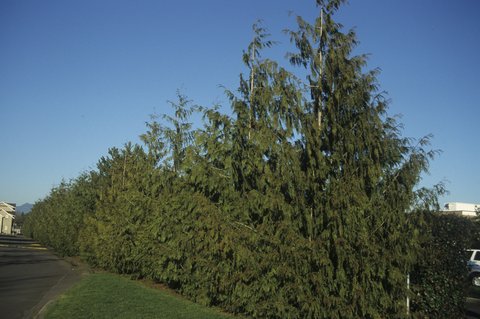 Thuja plicata 'Atrovirens' | Atrovirens Western Aborvitae | plant lust