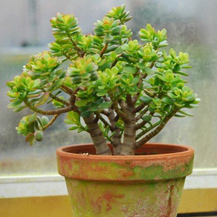 Crassula ovata 'Crosby's Compact' | Crassula 'Baby Jade' | Crassula ...