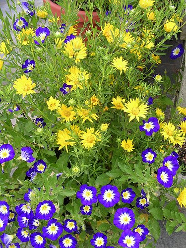 Xanthisma texanum | Xanthisma texana | Sleepy Daisy | Star of Texas ...