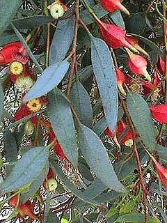 Eucalyptus forrestiana | Fuchsia Gum | plant lust