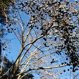 Chionanthus retusus | Chinese Fringe Tree | plant lust