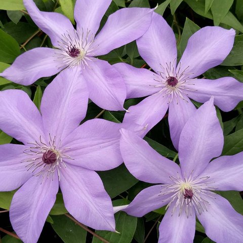 Clematis Shimmer™ | Clematis 'Shimmer' | Shimmer Large Flowered ...
