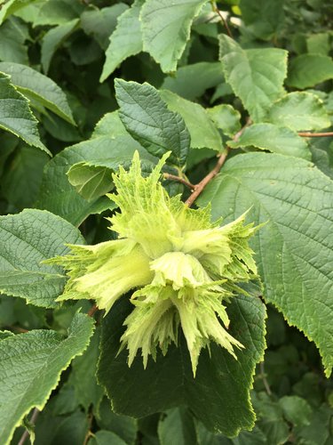 Corylus americana | American Filbert | Hazelnut | plant lust