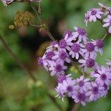 Pericallis papyracea | | plant lust
