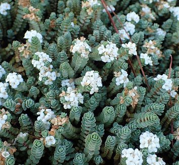 Pimelea from multiple nurseries on Plant Lust