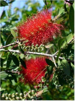 Callistemon 'Red Clusters' | Callistemon viminalis 'Red Clusters' | Red ...