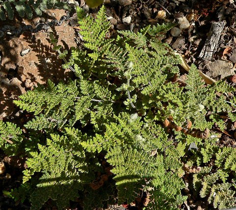 Cheilanthes feei | Slender lip fern | plant lust