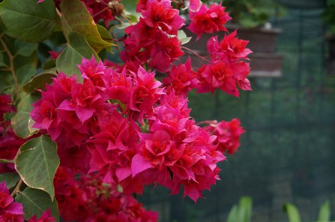 Bougainvillea x buttiana 'Mahara' | Bougainvillea 'Double Red ...