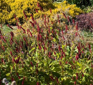 Persicaria from multiple nurseries on Plant Lust
